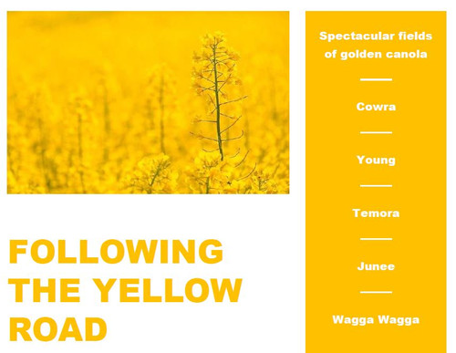 Following theYellow Road - Camping in the Canola NSW | We Plan You Caravan