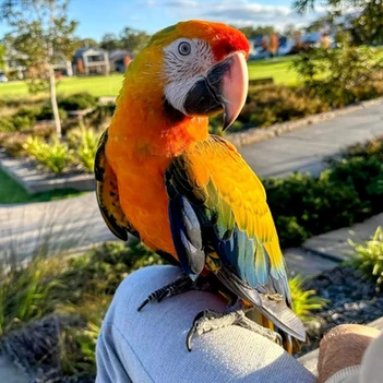 Camelot Macaw | Macaws Australia