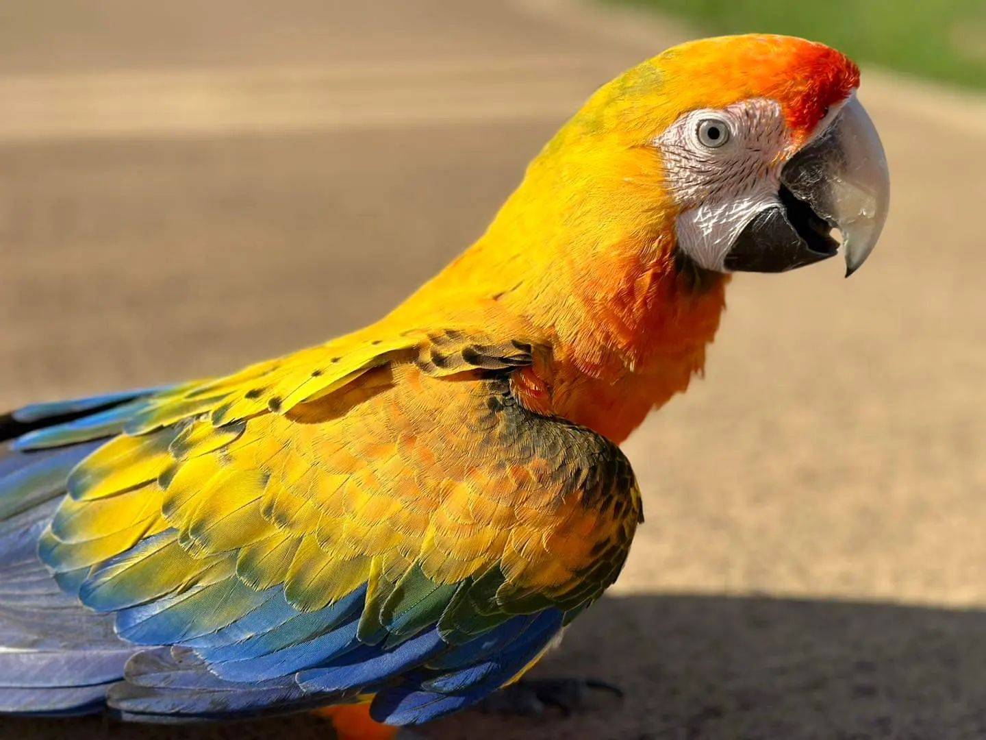 Macaws We Breed | Macaws Australia