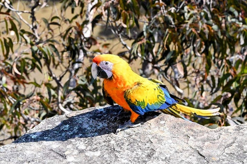 Camelot Macaw | Macaws Australia