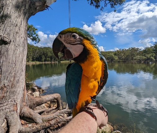 Blue and Gold Macaws | Macaws Australia