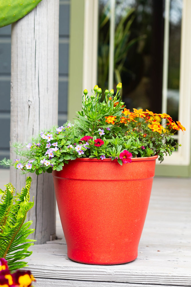 Combination Flower and Herb Container Planting Tips