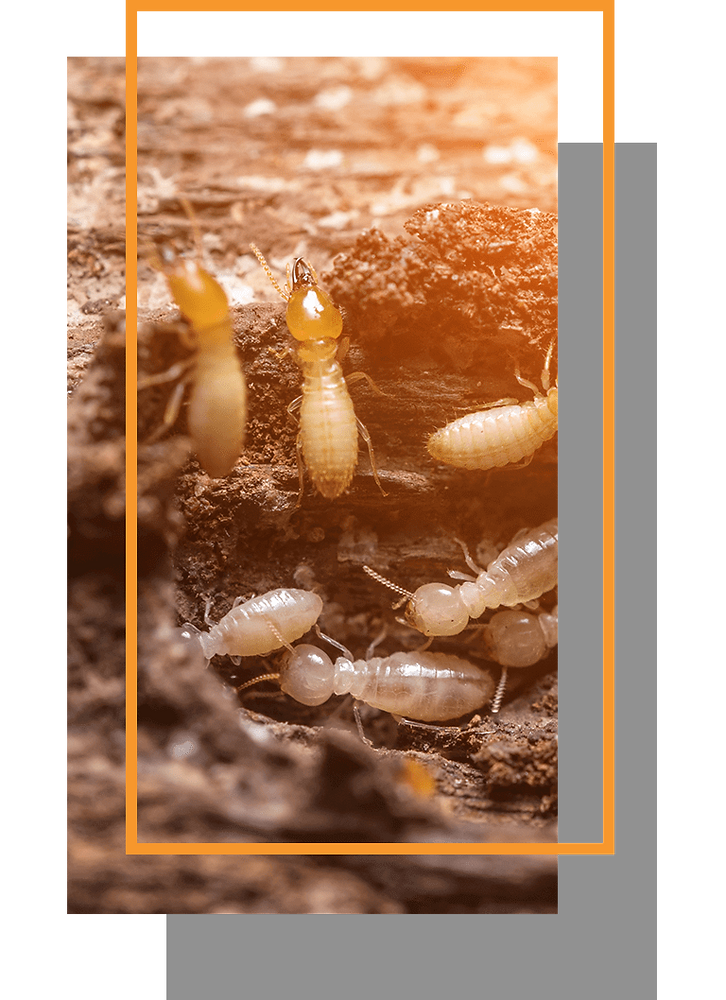 Termite Infestation Warning Signs And How To Help