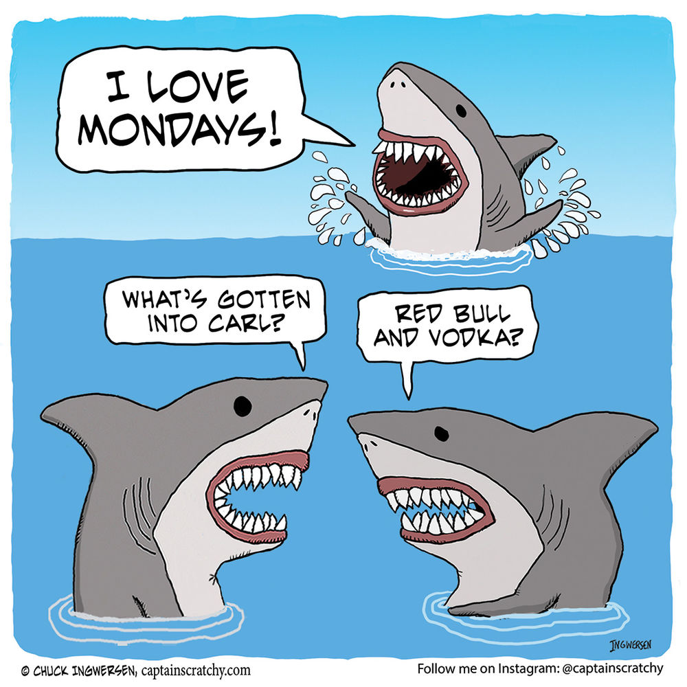 Shark is too enthusiastic about Mondays