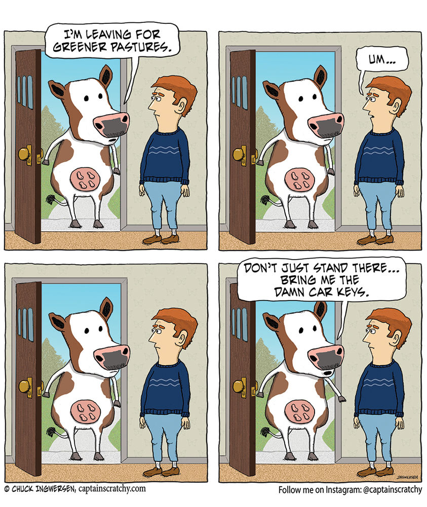 Impatient cow is leaving for greener pastures