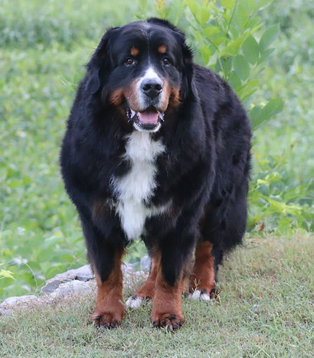 Our Berners | TwistedOaksBerners