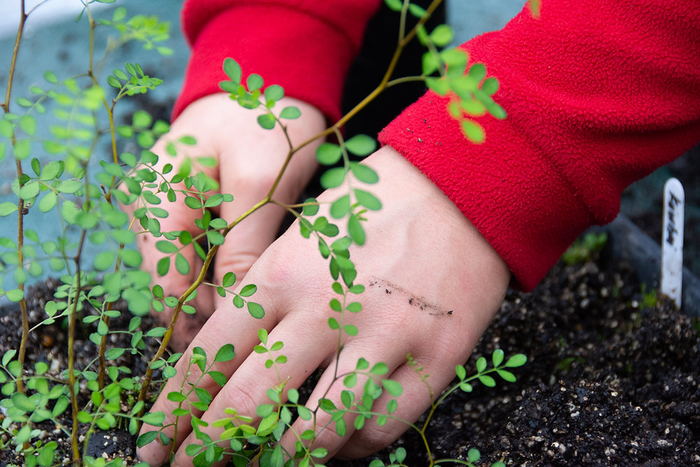 Season Kick-Off: Growing Together in Ōkārito – April 28, 2025