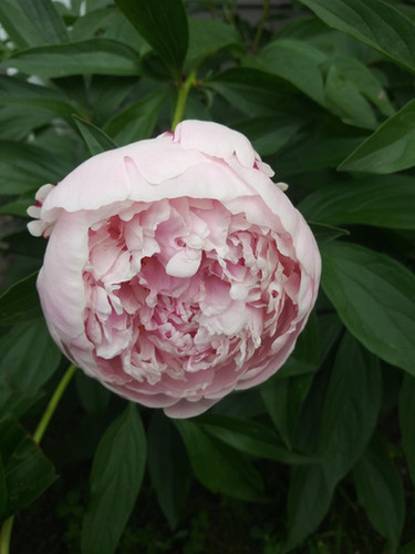 Sarah Barnhardt | Sccflowerfarm