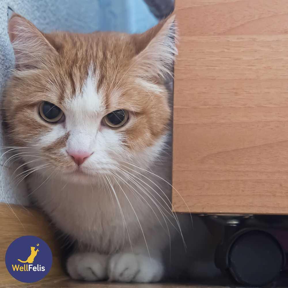 Estresse em gatos