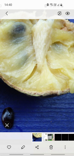 Poshte | Tropical Planet