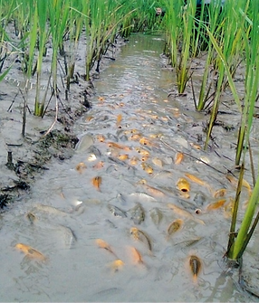 Regenerative Rice | Astungkara Way