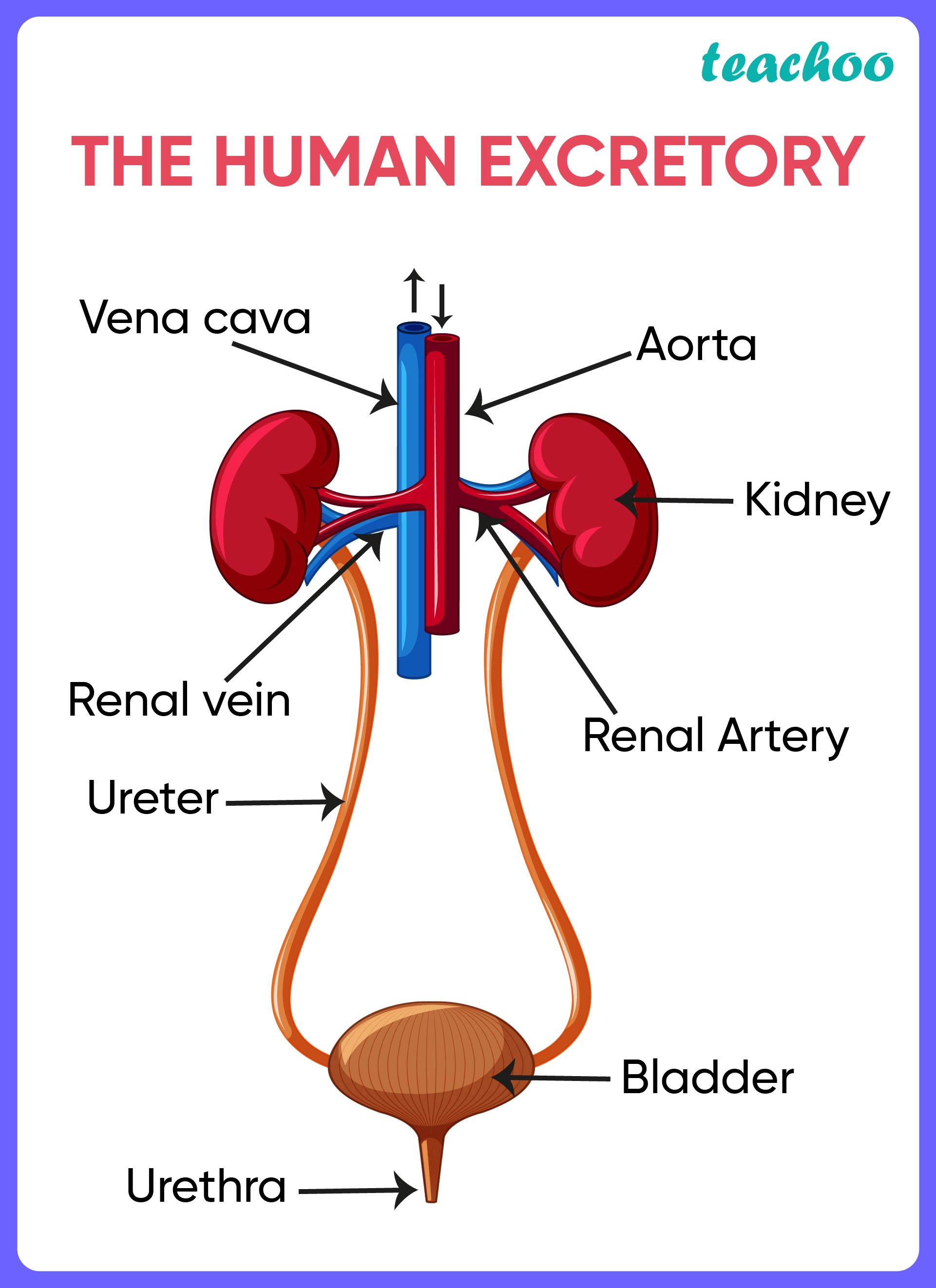 What is excretion store