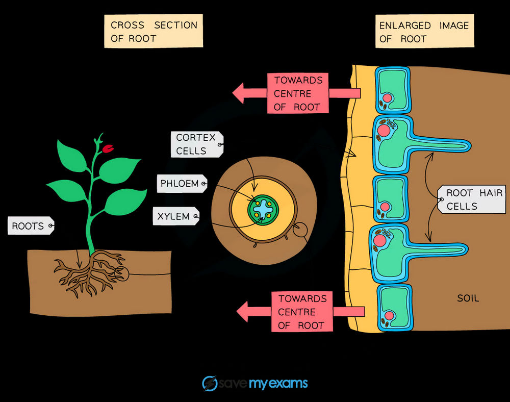Root Hair Cell Coloring Pages [2025]