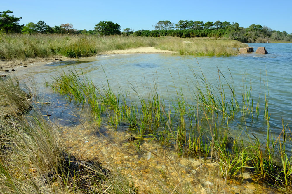OUR UNIQUE LIVING SHORELINES
