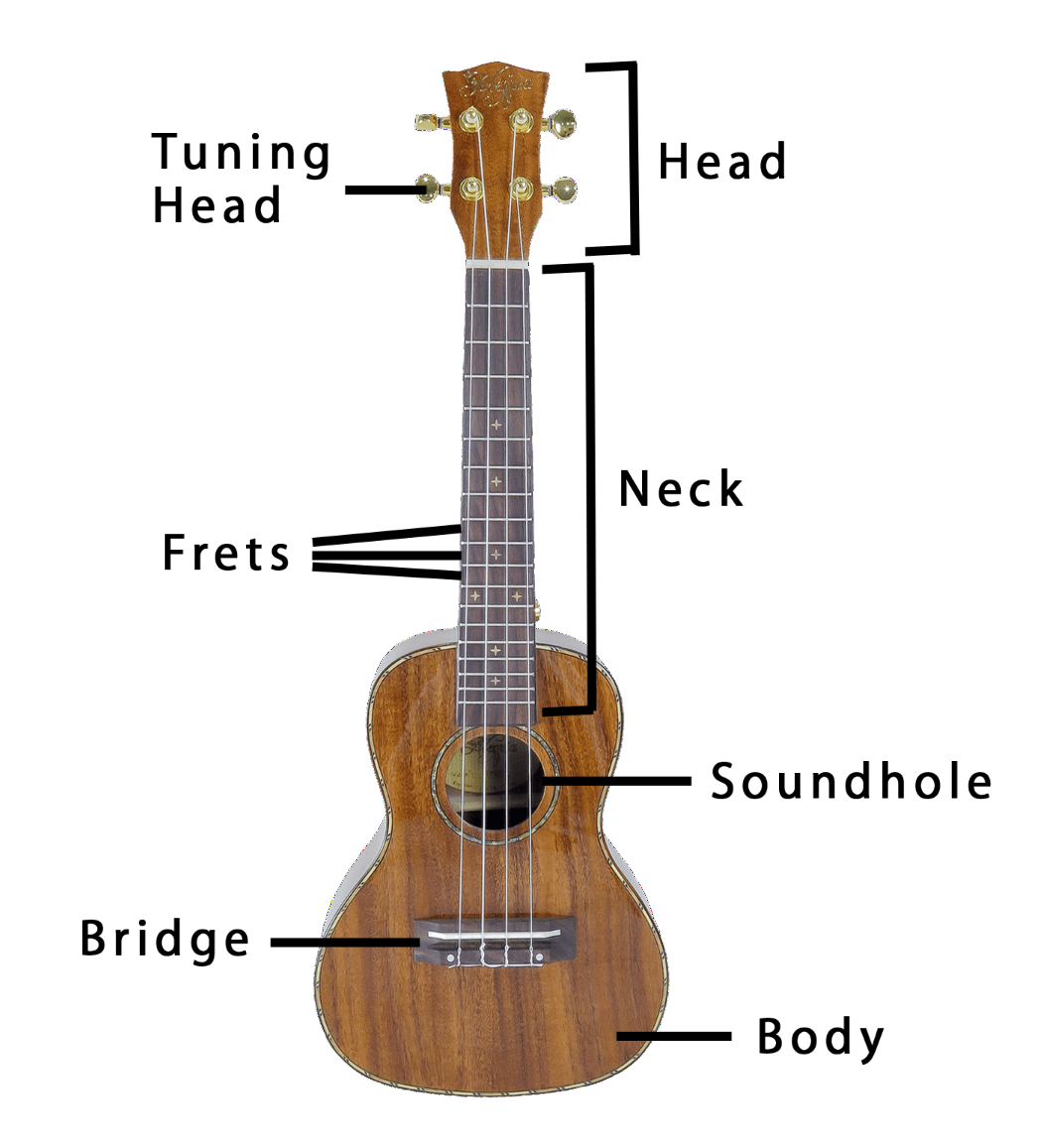 How To Have Proper Positioning With The Ukulele