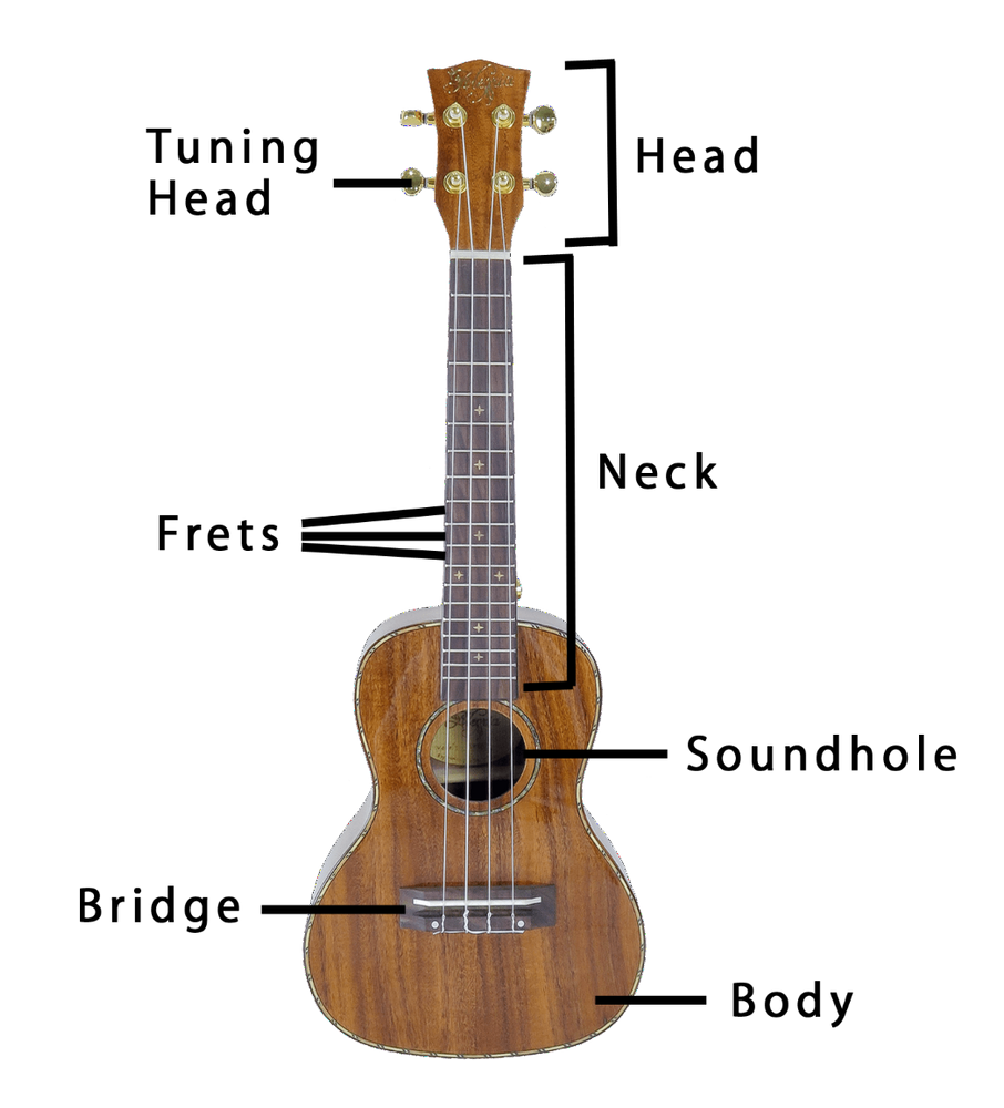 How To Have Proper Positioning With The Ukulele