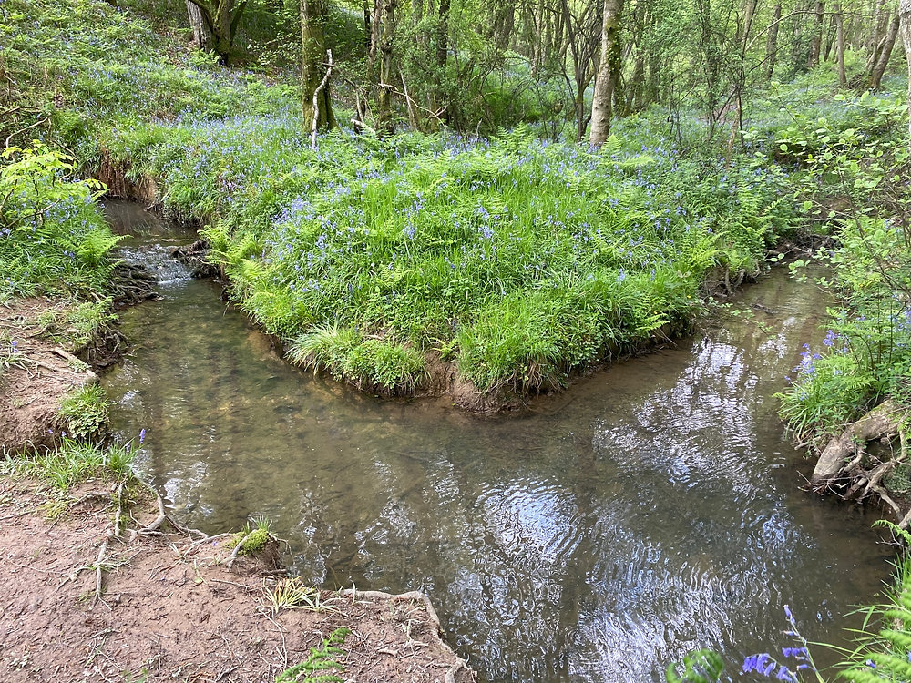 Cowdray Forest, part 2