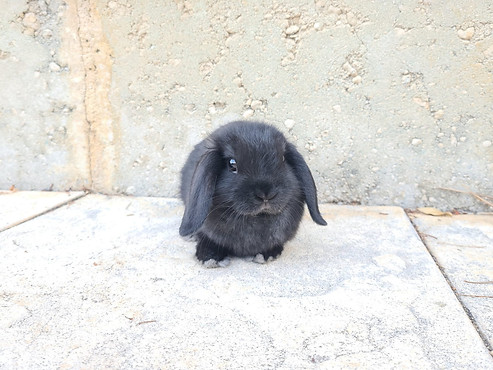 Rabbits For Sale | Abbey Green Rabbits