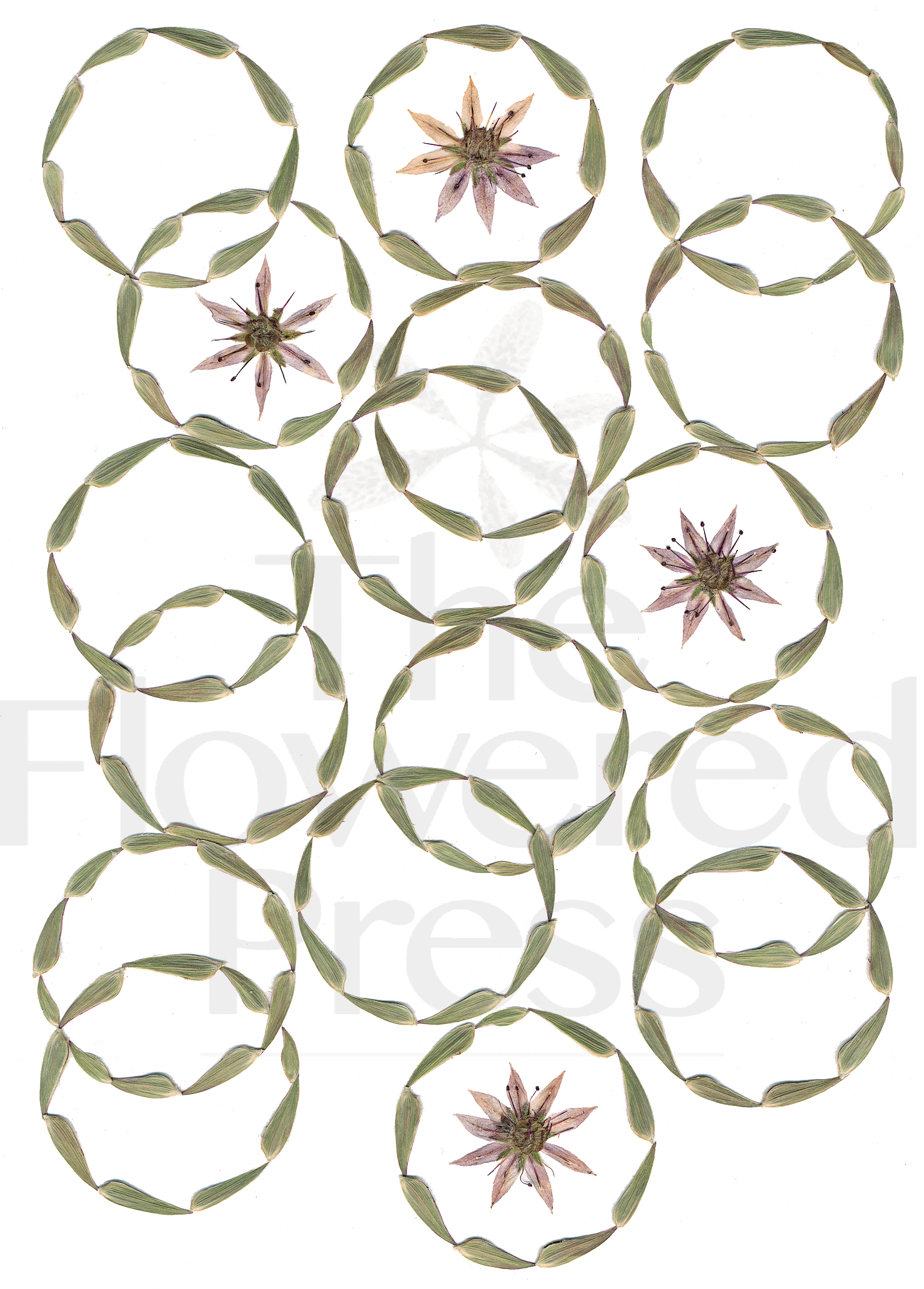 Effervescence card | The Flowered Press
