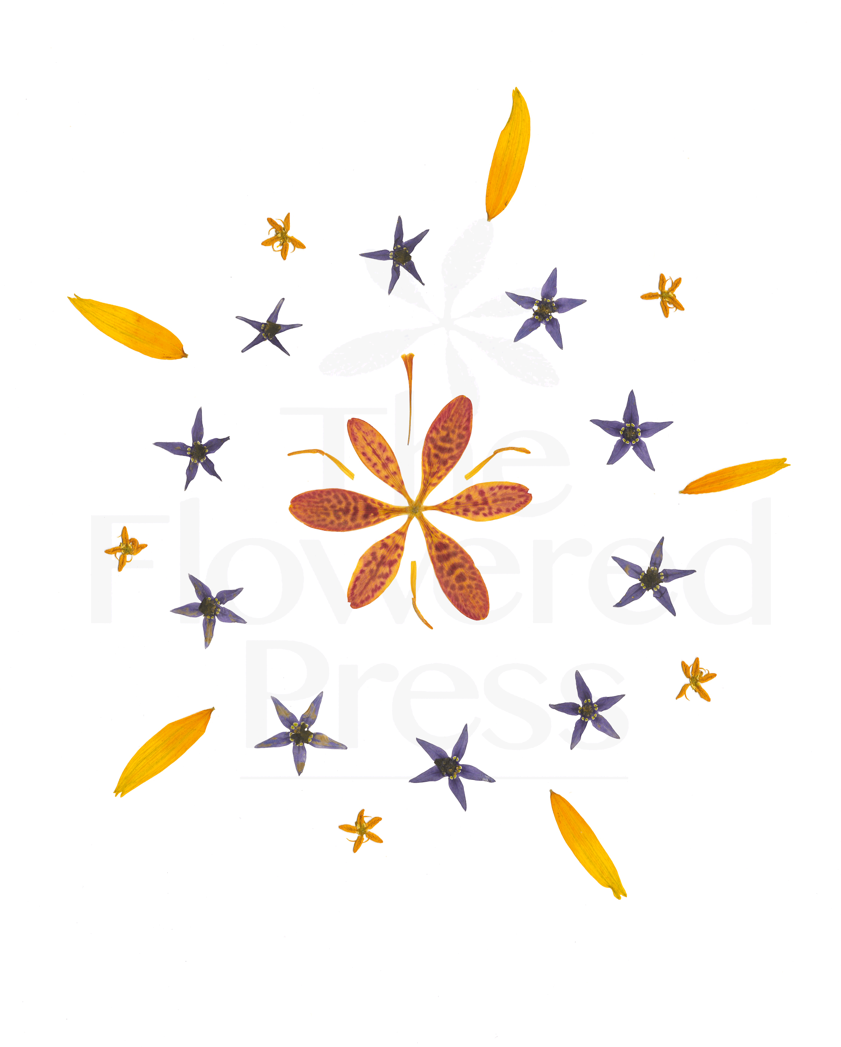 Spangle print | The Flowered Press