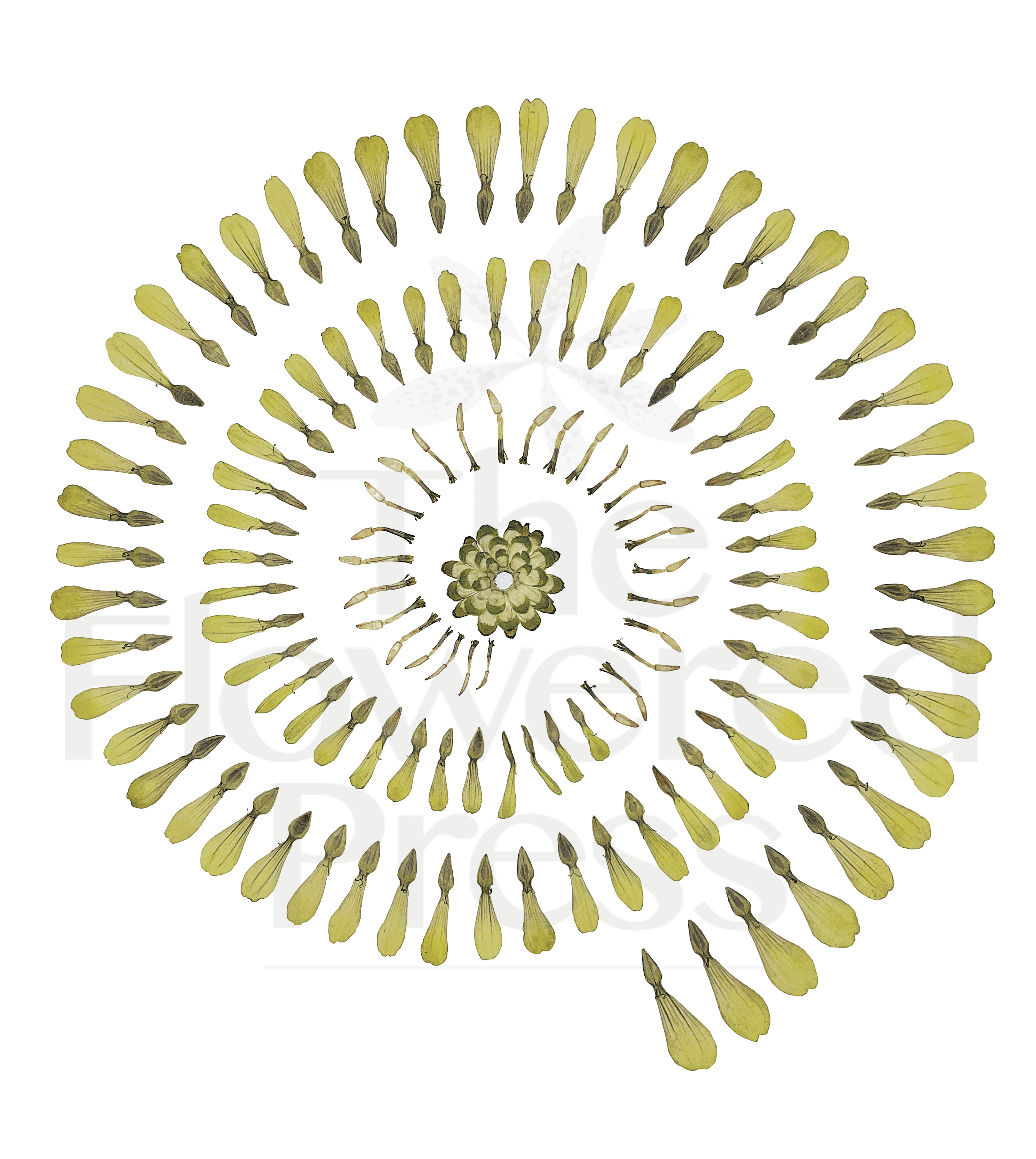 Fibonacci card | The Flowered Press