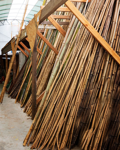 Dried Bamboo Canes | Bamboo Giant Nursery