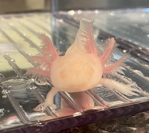 "Fiber One" Hypomelanistic Albino Melanoid Axolotl | Lizzy's Lotyls