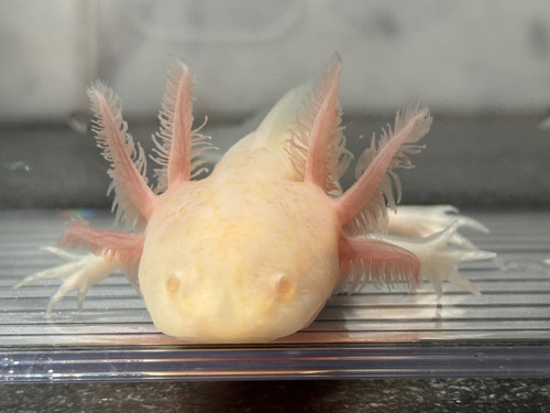 "Zany Fruit" Hypomelanistic Melanoid Albino Axolotl | Lizzy's Lotyls