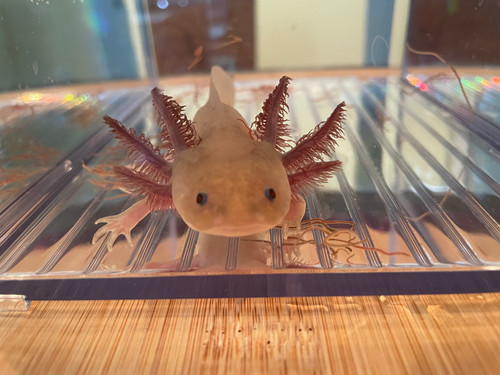 "Home Goods" Light Copper Melanoid Axolotl | Lizzy's Lotyls