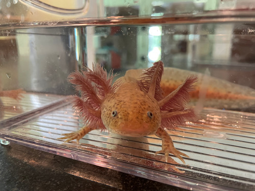 "TJ Maxx" High Iridophore Copper Axolotl (Confirmed Male) | Lizzy's Lotyls