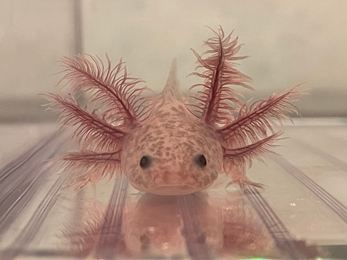 "Mondelez" Melanoid Axanthic Copper | Lizzy's Lotyls