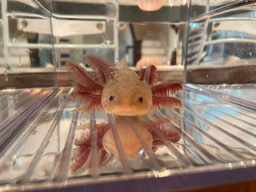 "Saks Fifth Avenue" Spotted Copper Melanoid Axolotl | Lizzy's Lotyls