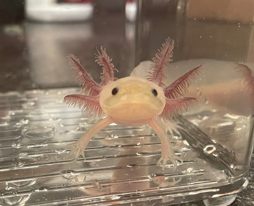 "Granola" Light Hypomelanistic Melanoid Axolotl | Lizzy's Lotyls