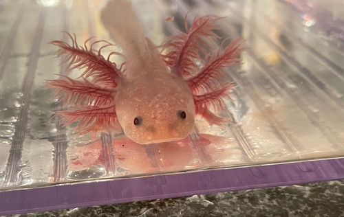 "Mars" Melanoid Axanthic Copper (MAC) Axolotl | Lizzy's Lotyls