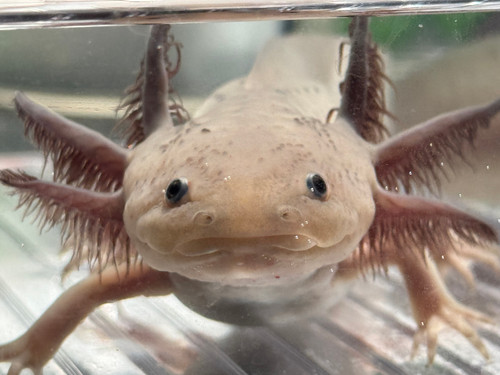 "Cocoa Puff" Hypomelanistic Melanoid Axolotl (Probable Female) | Lizzy ...