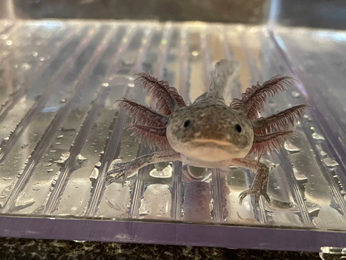 "Janie's Got a Gun" Axanthic Axolotl | Lizzy's Lotyls