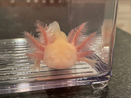 "Full Circle" High Iridophore Golden Albino Axolotl | Lizzy's Lotyls