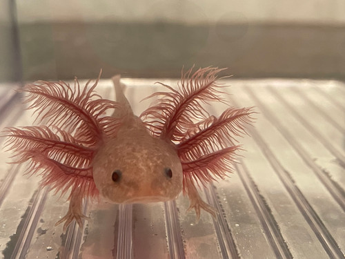 "Nestle" Melanoid Axanthic Copper (MAC) Axolotl | Lizzy's Lotyls