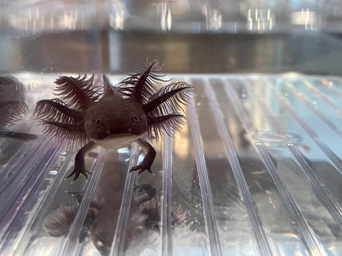 "Brach" Black Melanoid Axolotl | Lizzy's Lotyls