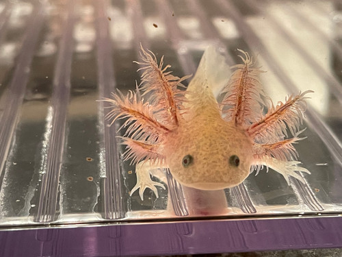 "Amazing" Copper Axolotl | Lizzy's Lotyls