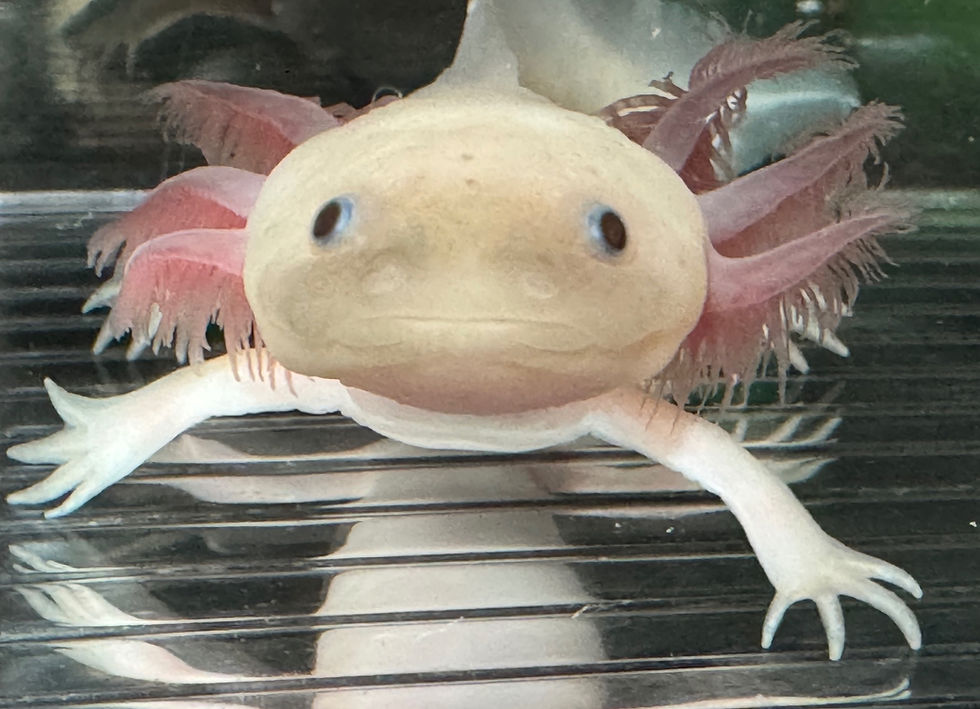 "Thin Mint" Light Hypomelanistic Melanoid Axolotl (Confirmed Male ...