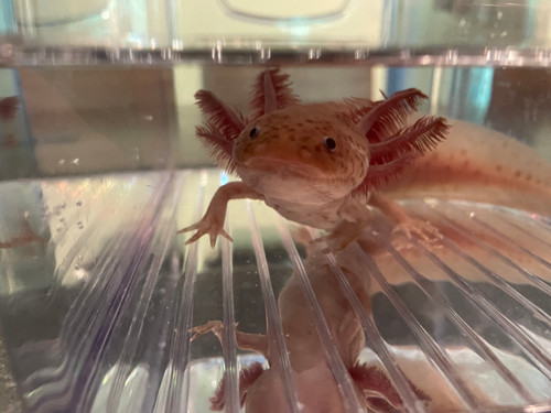 "Costco" Copper Melanoid Axolotl (Confirmed Male) | Lizzy's Lotyls