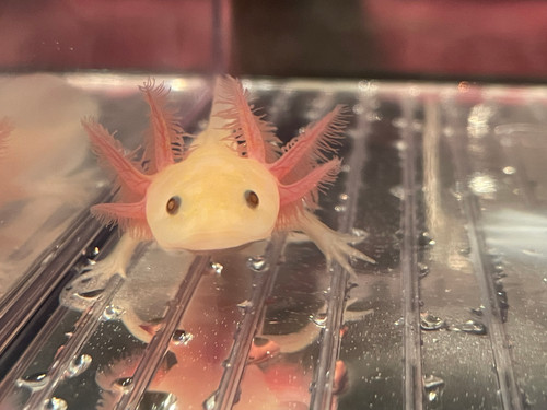 "Cheerio" Hypomelanistic Copper Melanoid Axolotl | Lizzy's Lotyls