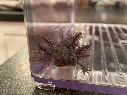 "Spangler" Axanthic Axolotl | Lizzy's Lotyls