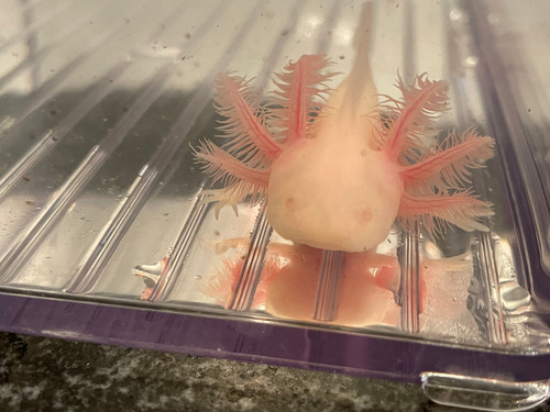 "Haribo" White Albino Melanoid Axolotl | Lizzy's Lotyls