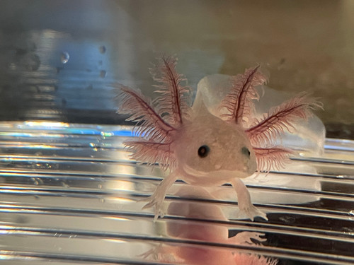"Dream On" Light Copper Melanoid Axolotl | Lizzy's Lotyls