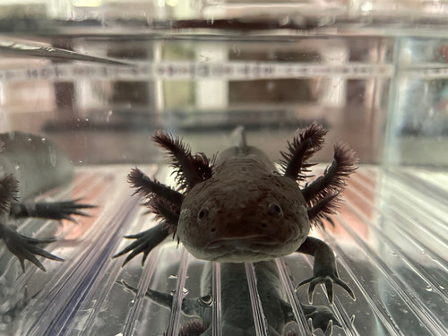 "Quilted Northern" Melanoid Axolotl (Confirmed Male) | Lizzy's Lotyls