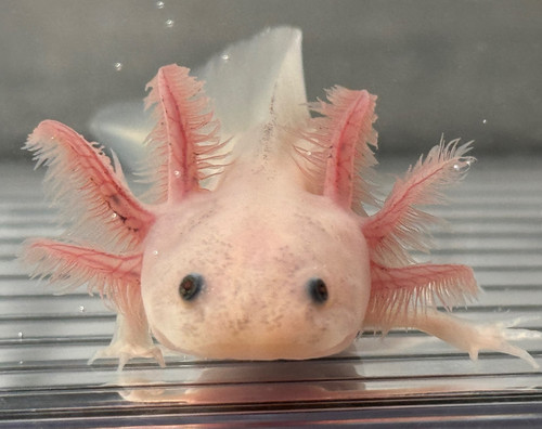 "Aurora Berry-alis" Leucistic Axolotl (DNA Confirmed Female) | Lizzy's ...