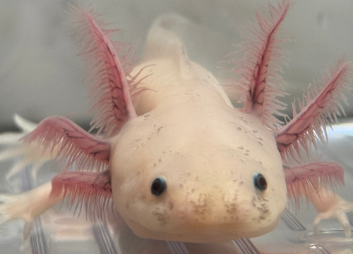 "Glowing Places" RFP Leucistic Axolotl (DNA Confirmed Female) | Lizzy's ...