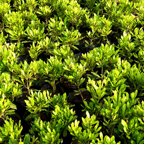 Bell Chamba | Aswin Rose Garden